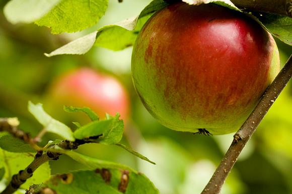 Meal-Surfing: Apples Most Definitely Included • Fevered Mutterings